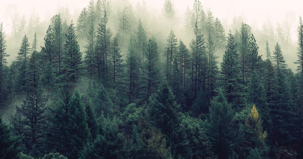 Engineered Wood Distribution partnership with Pacific… | Doman